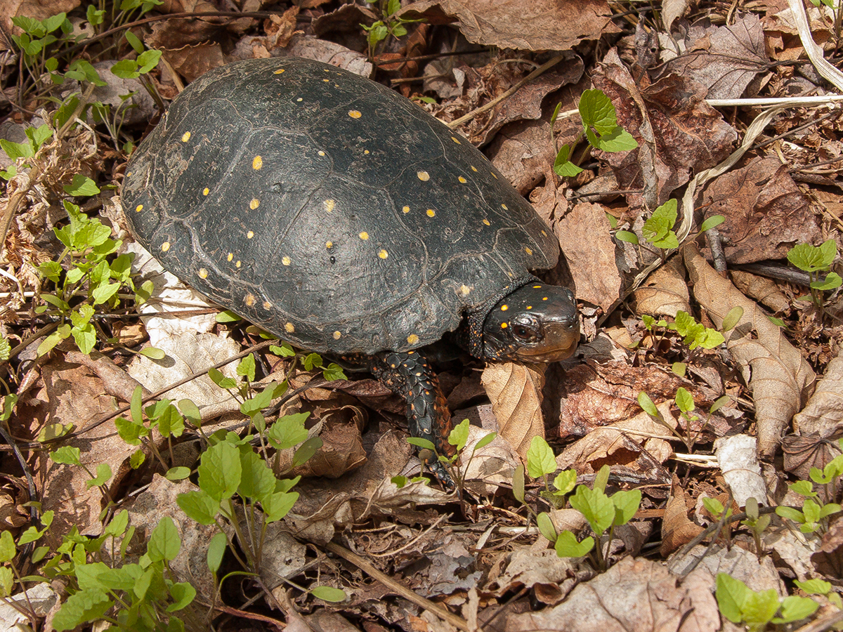 Why Did the Turtle Cross the Road? – Beyond Your Back Door
