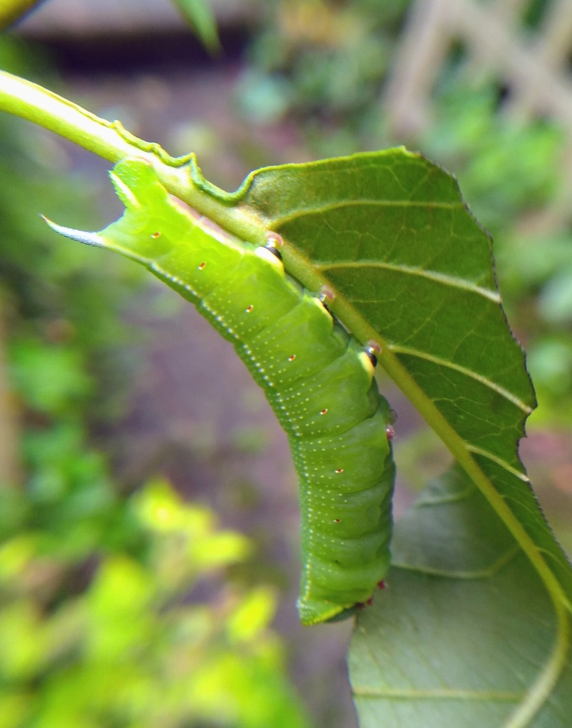Hawk Moths and Hummingbirds – Beyond Your Back Door