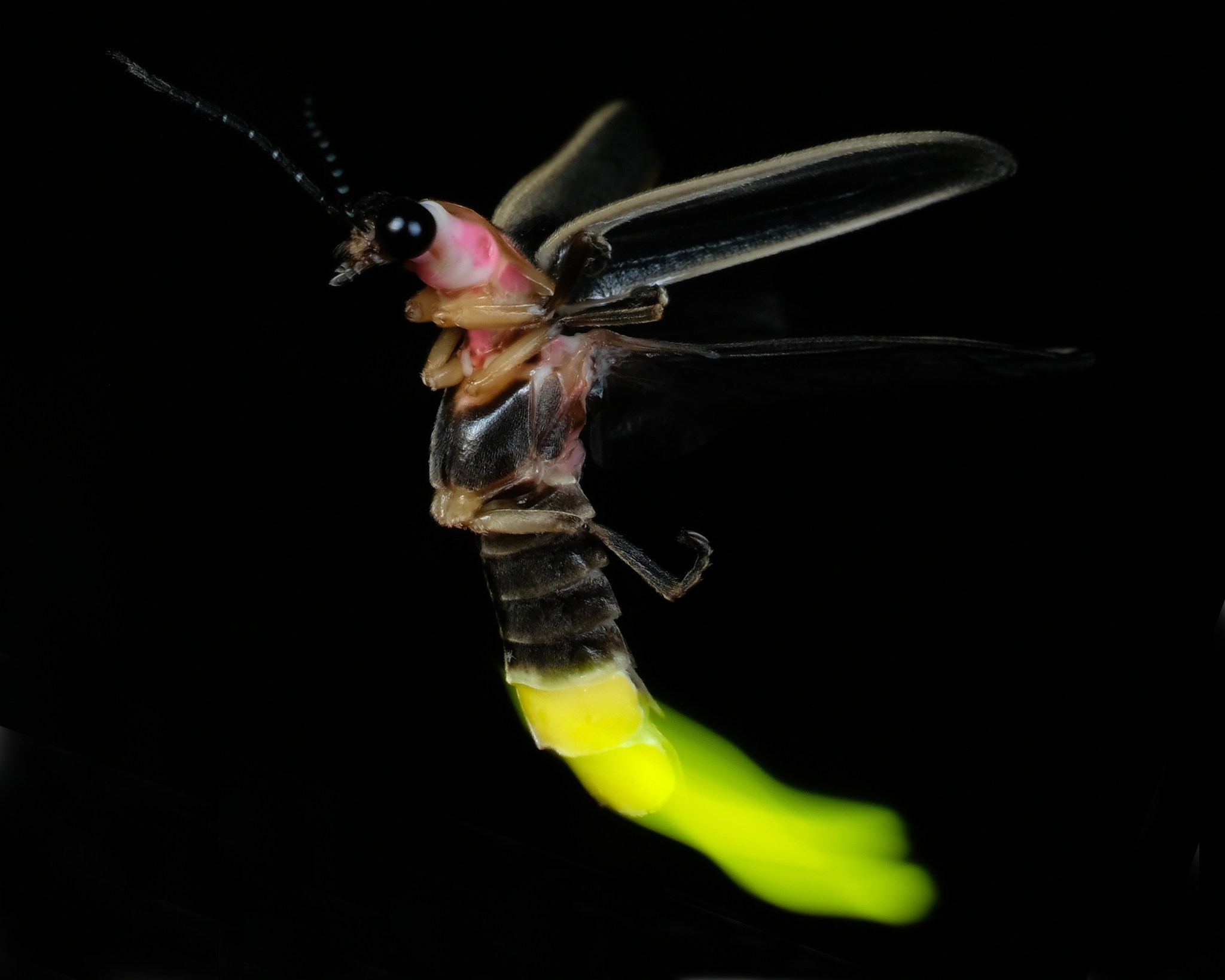 Are They Blinking Out? – Beyond Your Back Door