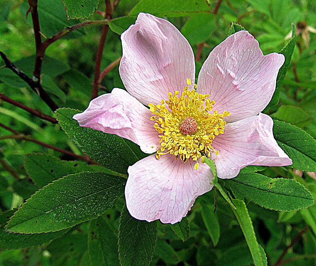 Plant This, Not That – Beyond Your Back Door