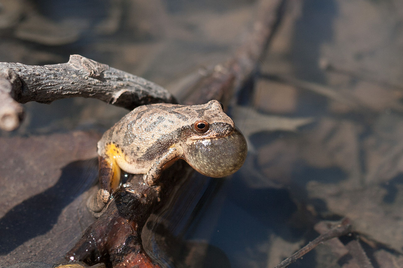 Autumn Calls of Spring Peepers – Beyond Your Back Door