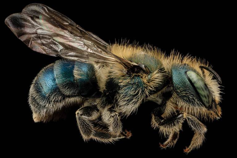 A Powerful Pollinator – Beyond Your Back Door