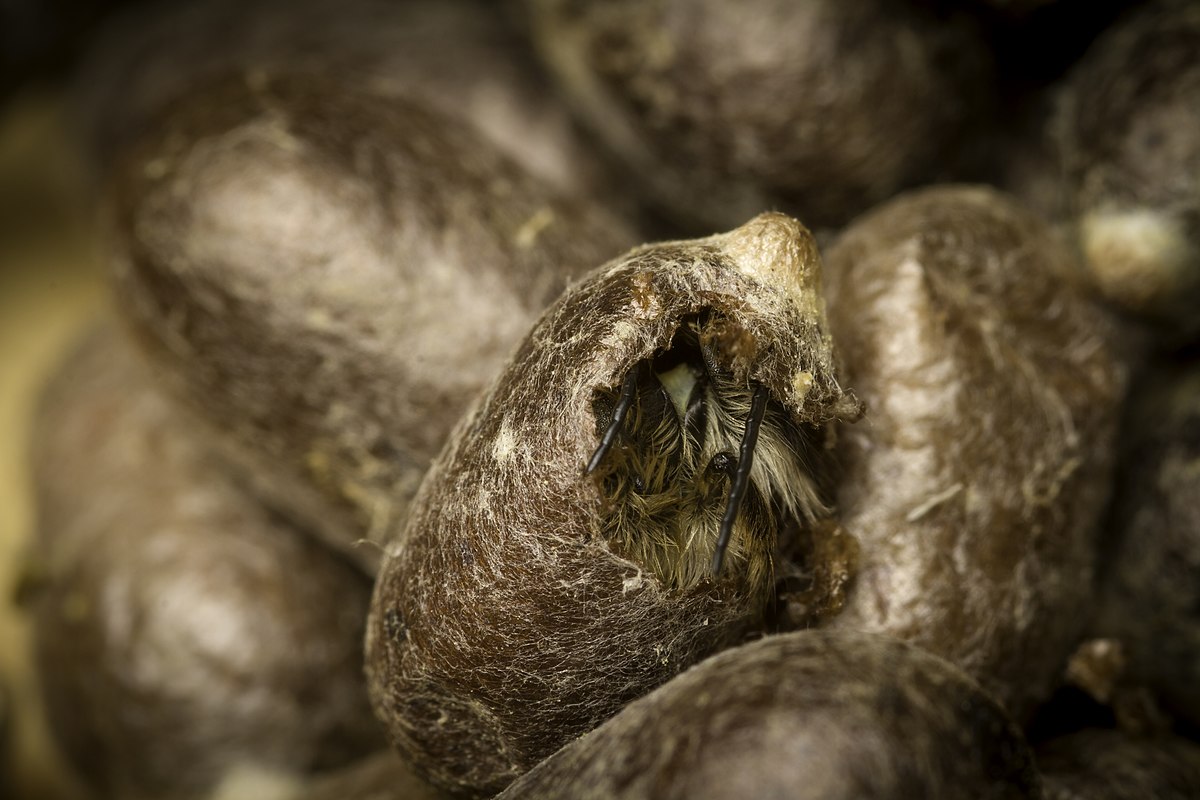 A Powerful Pollinator – Beyond Your Back Door