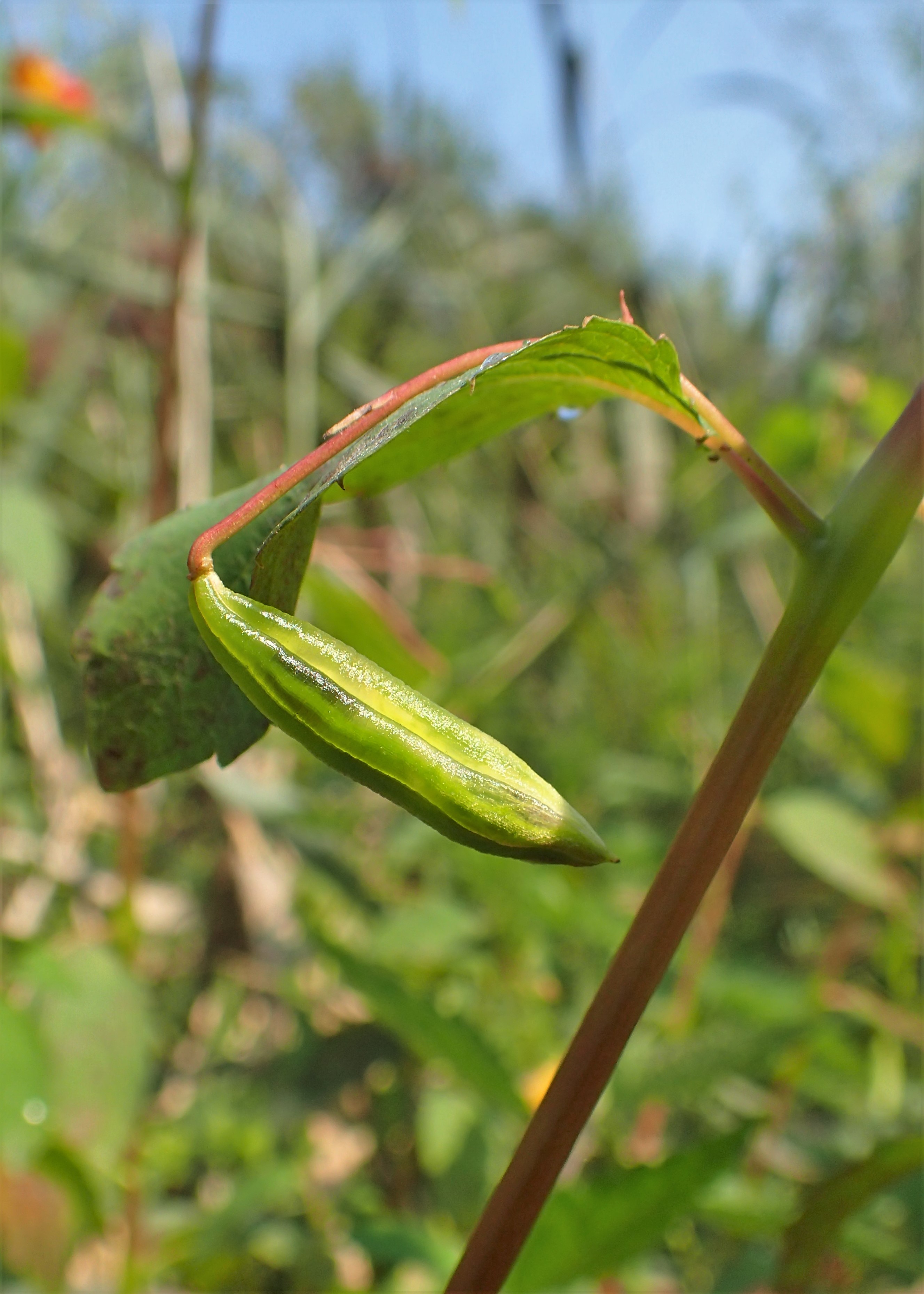 Touch Me If You Dare – Beyond Your Back Door