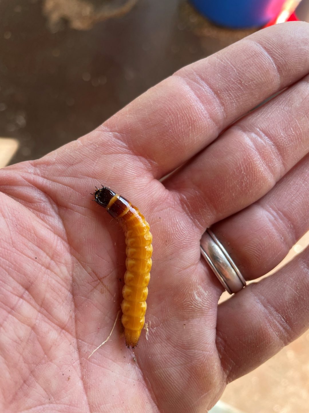 Keep an Eye Out for This Beetle – Beyond Your Back Door