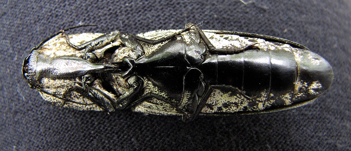 Keep an Eye Out for This Beetle – Beyond Your Back Door