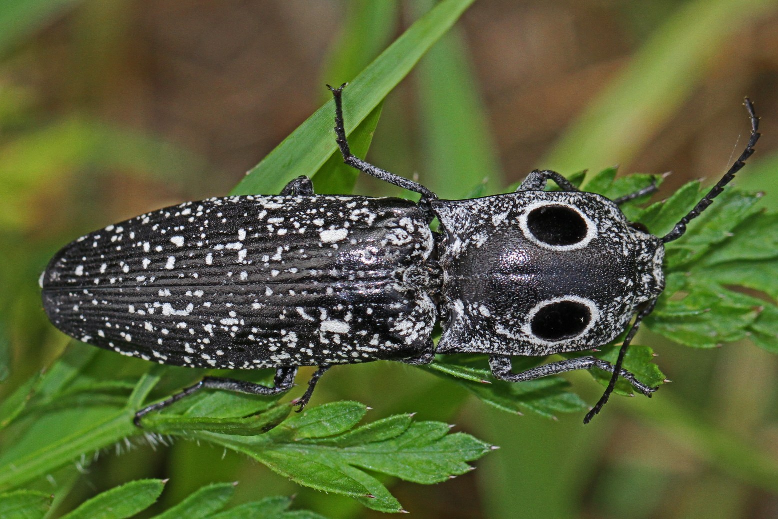 Keep an Eye Out for This Beetle – Beyond Your Back Door